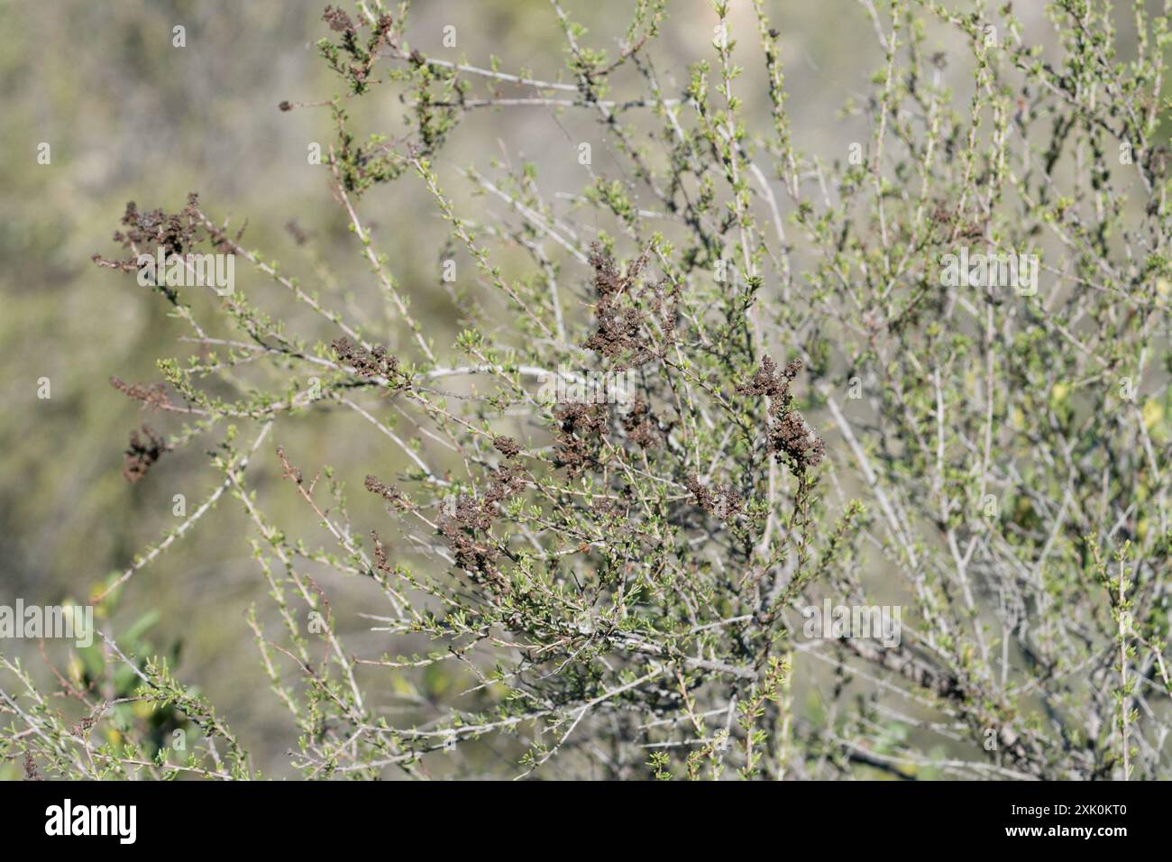 chamise (Adenostoma fasciculatum) Plantae Stock Photo - Alamy