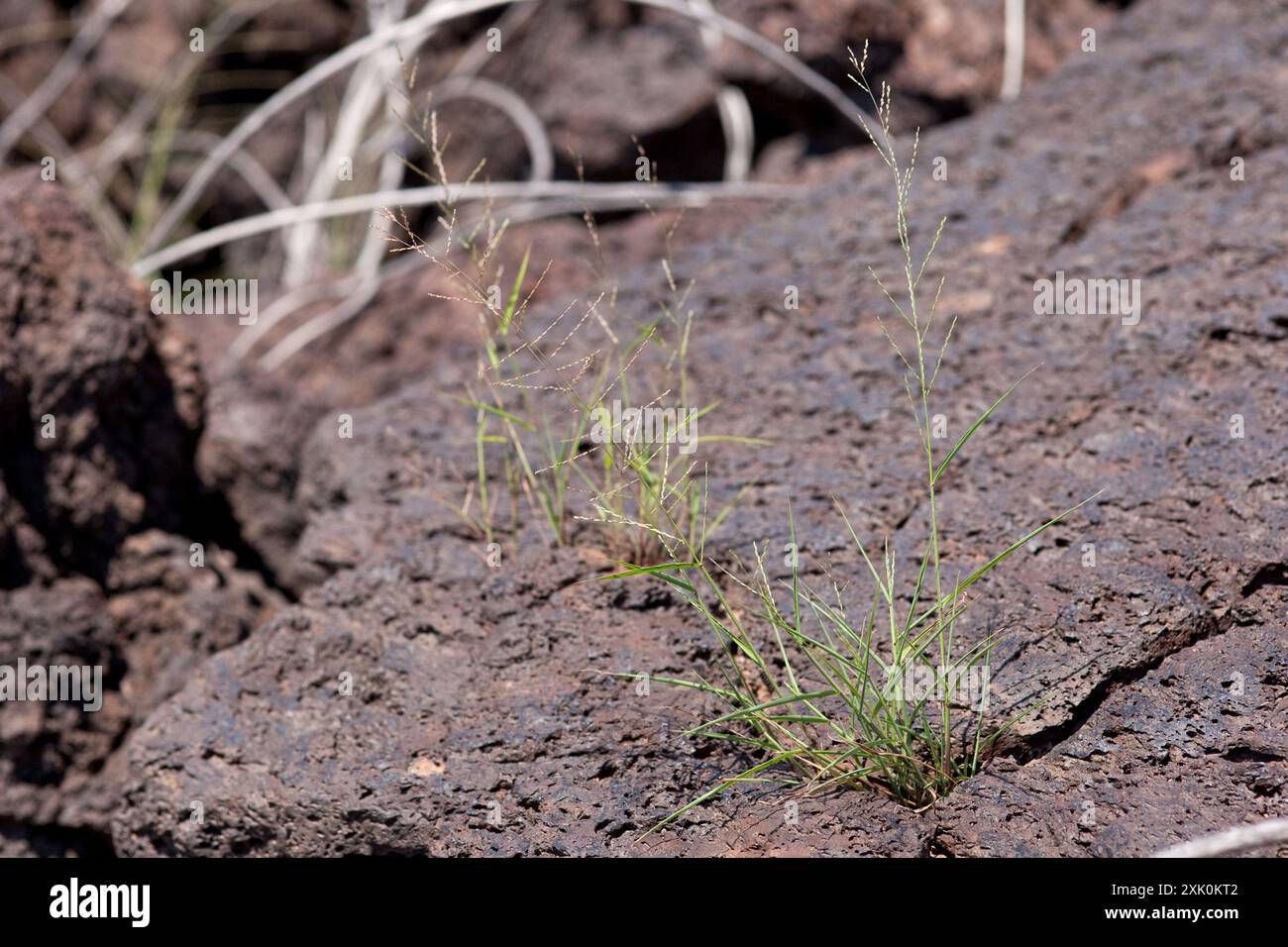 Leptochloa hi-res stock photography and images - Alamy