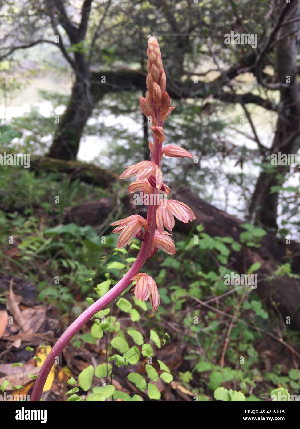 Striped Coralroot (Corallorhiza striata) Plantae Stock Photo - Alamy