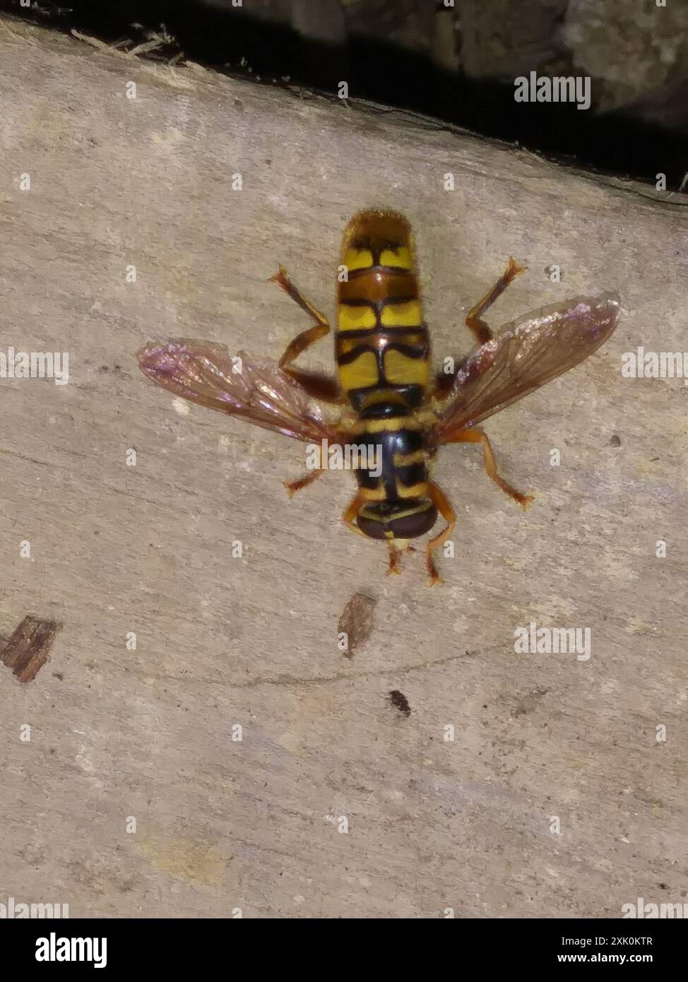 Virginia Giant Hover Fly (Milesia virginiensis) Insecta Stock Photo - Alamy