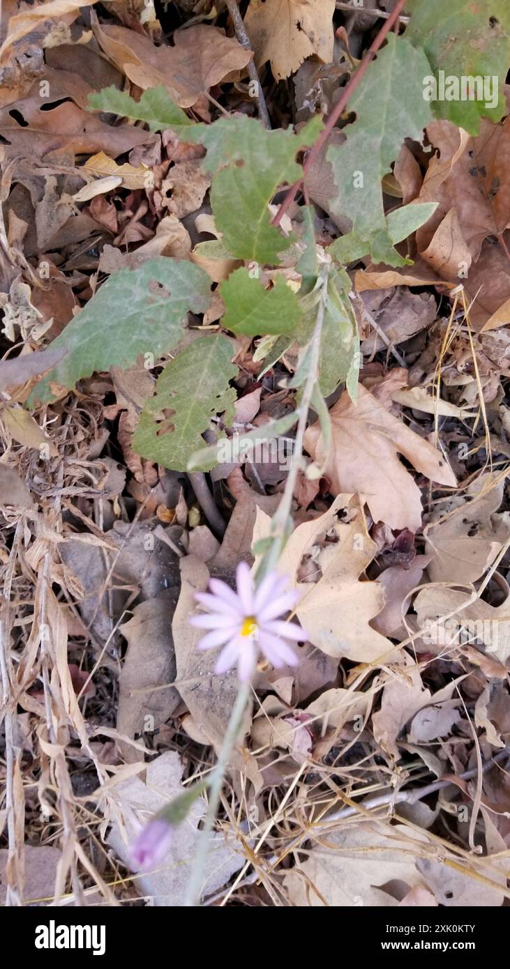California Aster (Corethrogyne filaginifolia) Plantae Stock Photo - Alamy