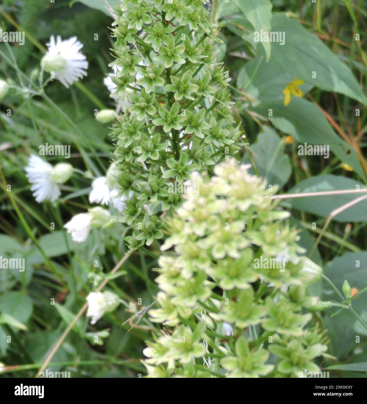fly poison (Amianthium muscitoxicum) Plantae Stock Photo - Alamy