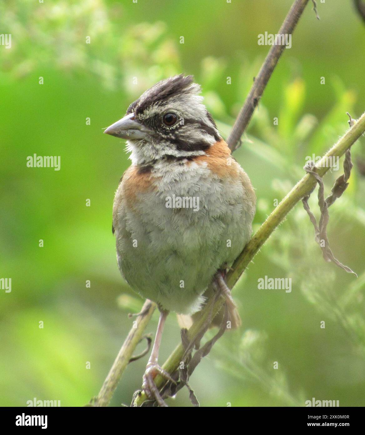 Rufous-collared Sparrow (Zonotrichia capensis) Aves Stock Photo - Alamy