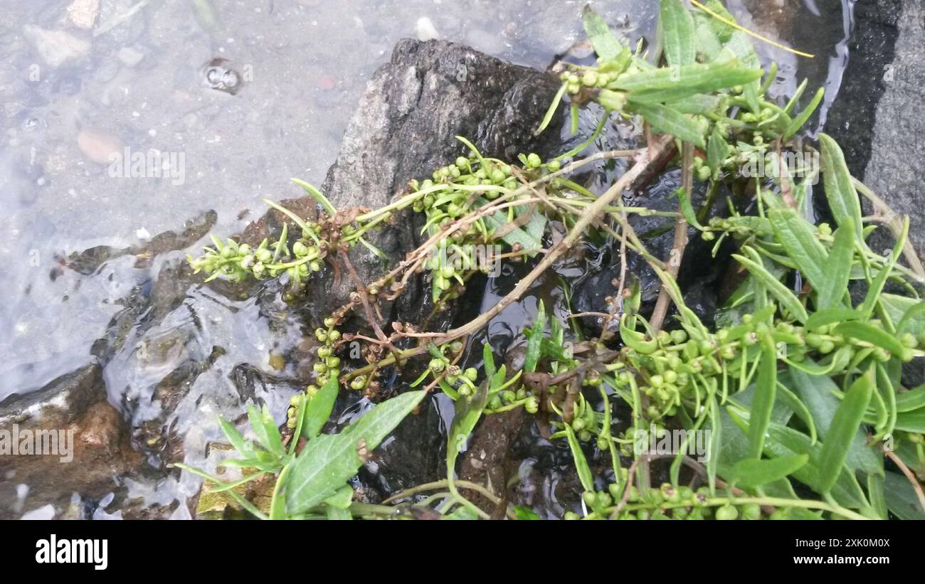 Marsh elders (Iva) Plantae Stock Photo - Alamy