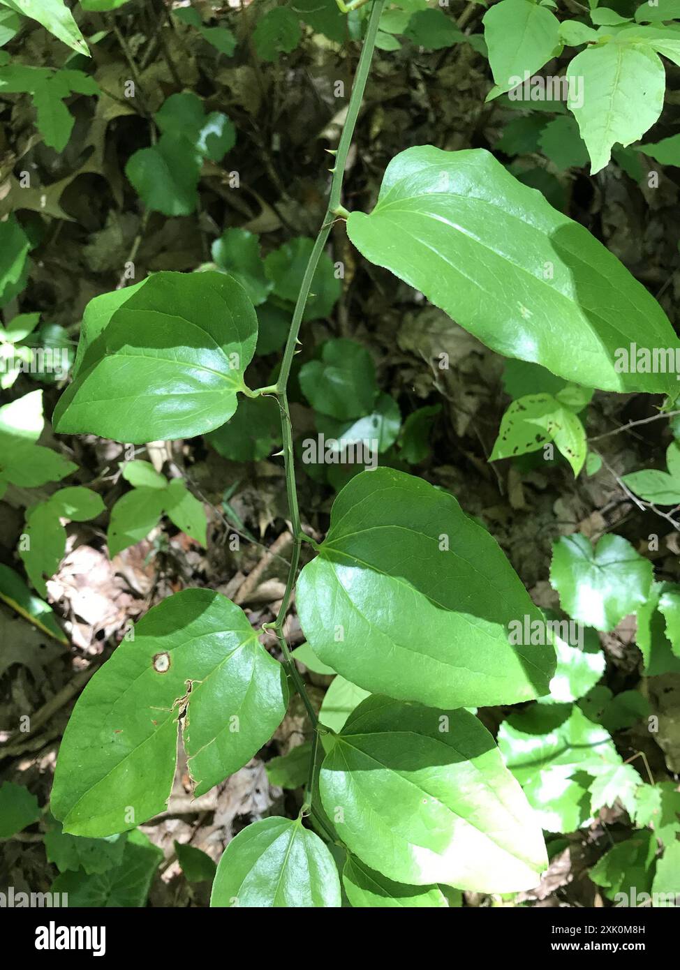 roundleaf greenbrier (Smilax rotundifolia) Plantae Stock Photo - Alamy