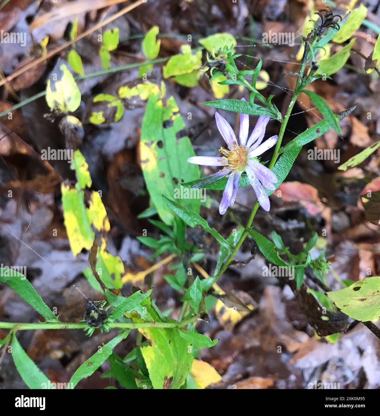 Grass-leaved prairie aster (Eurybia hemispherica) Plantae Stock Photo ...