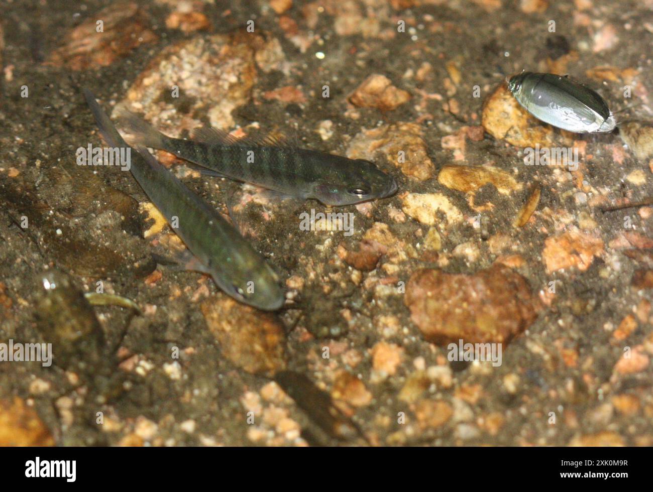 Bluegill (Lepomis macrochirus) Actinopterygii Stock Photo - Alamy