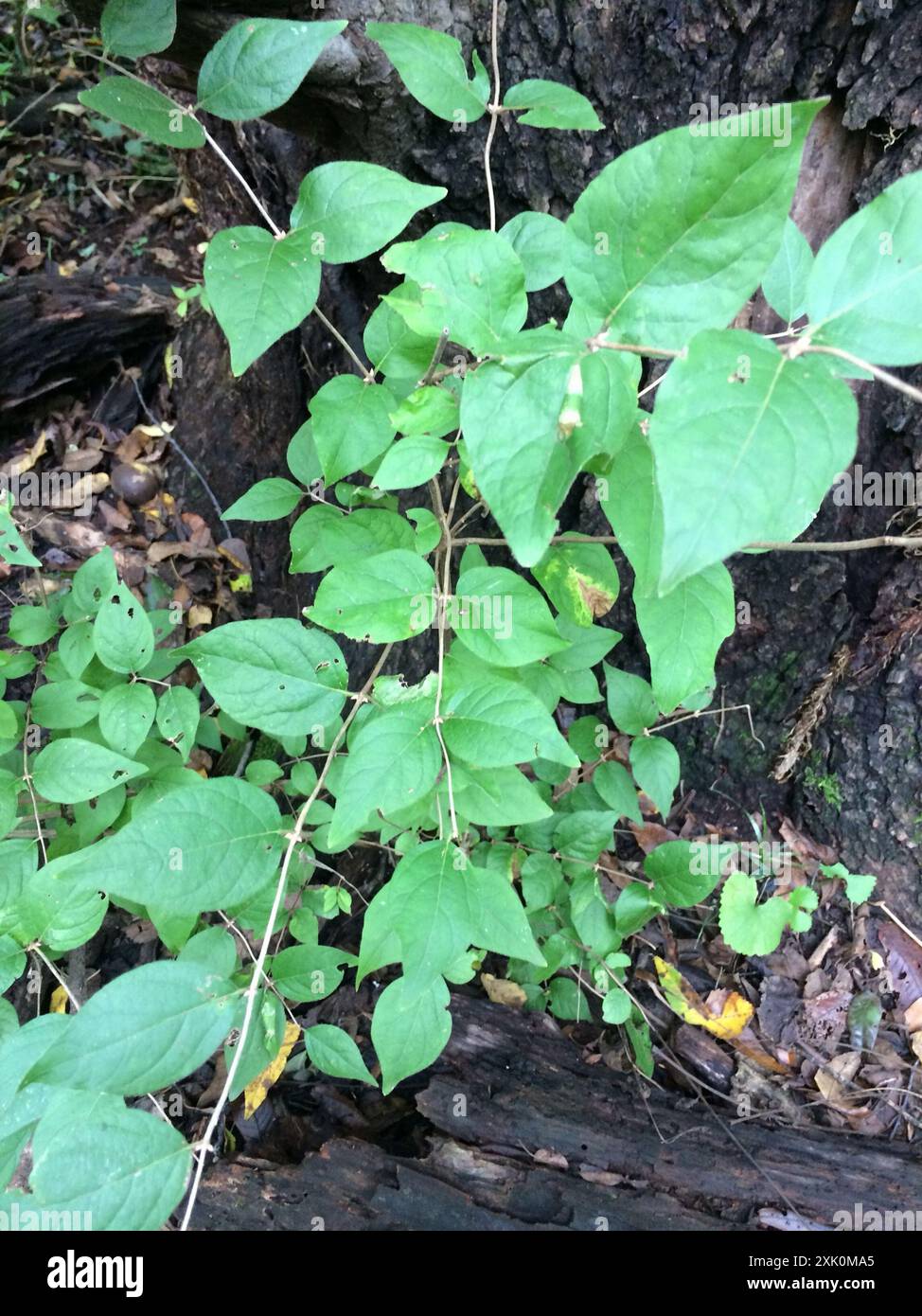 Amur honeysuckle (Lonicera maackii) Plantae Stock Photo - Alamy
