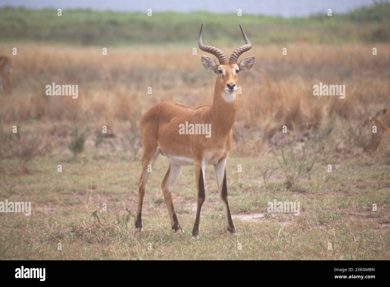 Ugandan Kob (Kobus kob thomasi) Mammalia Stock Photo - Alamy