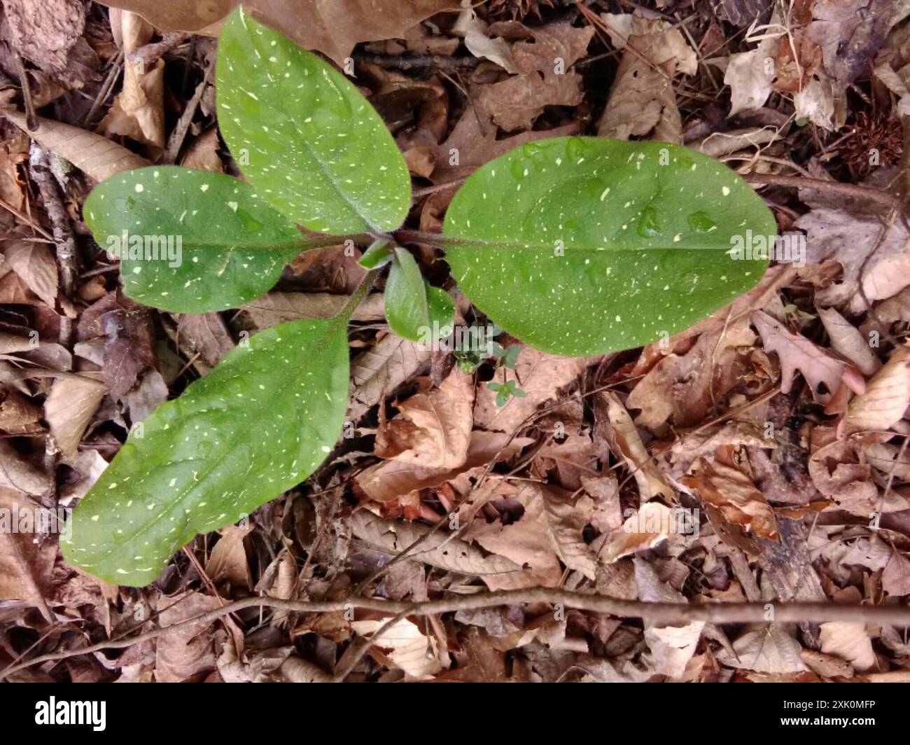 flowering plants (Angiospermae) Plantae Stock Photo - Alamy