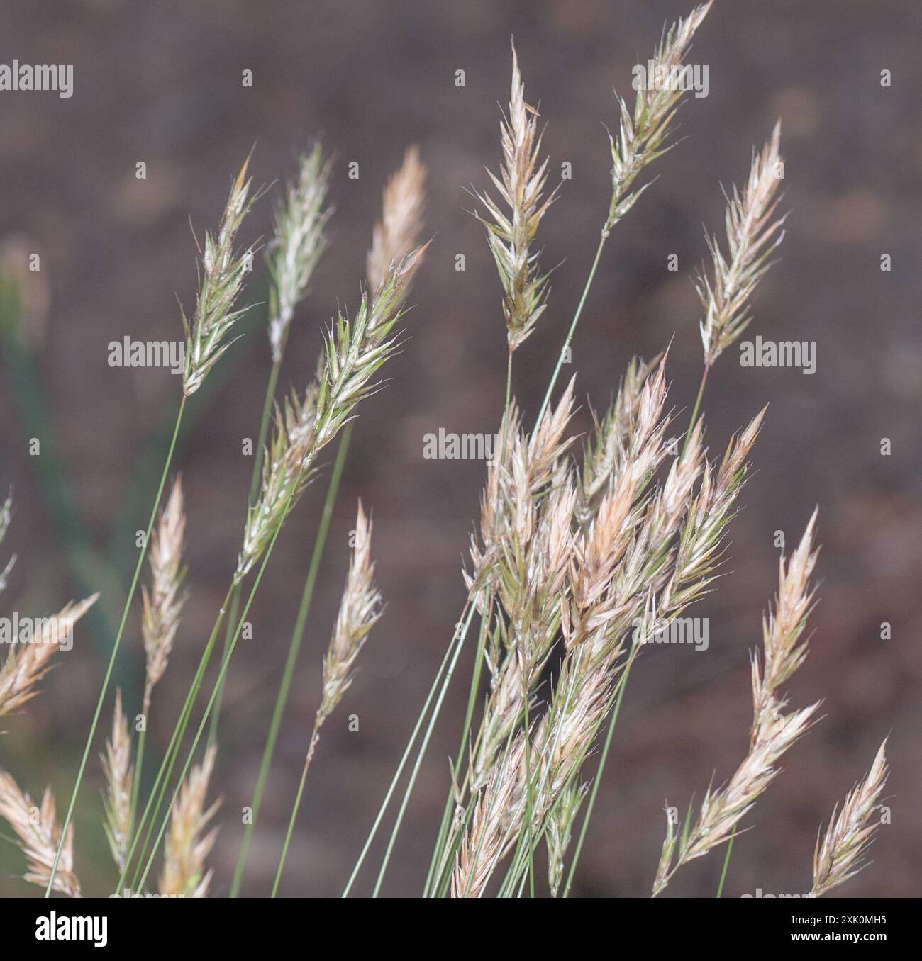 grasses (Poaceae) Plantae Stock Photo - Alamy