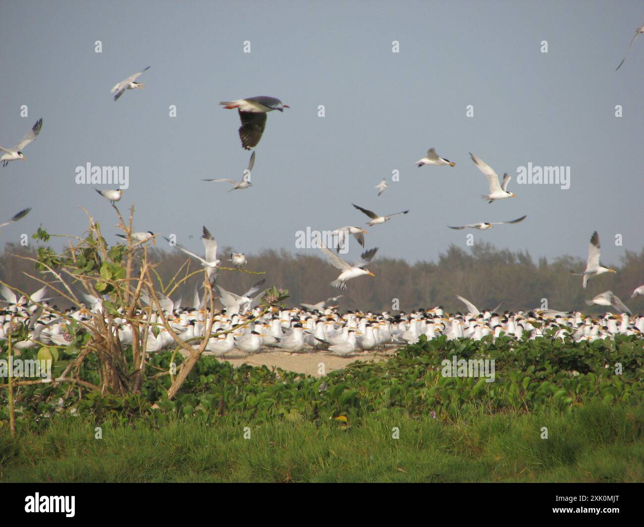 West African Crested Tern (Thalasseus albididorsalis) Aves Stock Photo ...