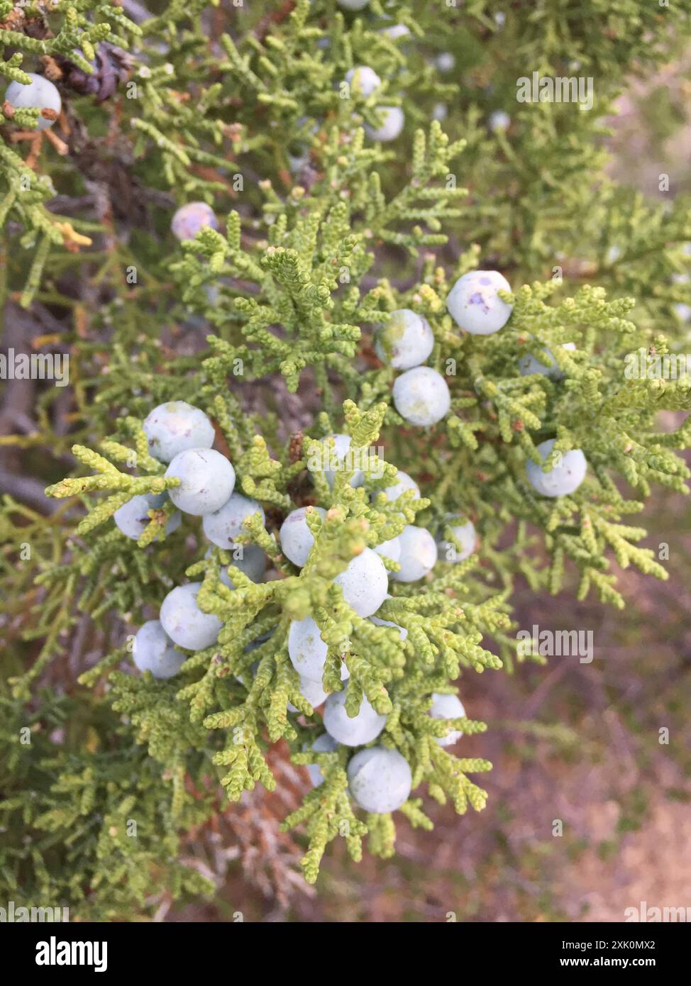 Utah Juniper (Juniperus osteosperma) Plantae Stock Photo - Alamy