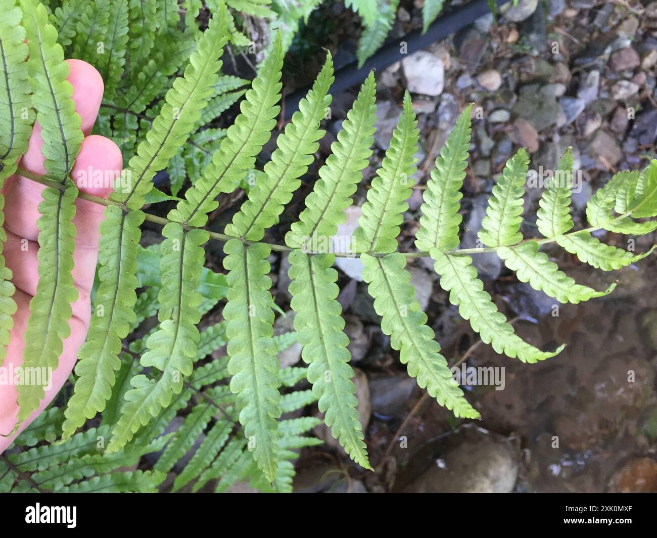 Lime Fern (Pakau pennigera) Plantae Stock Photo - Alamy