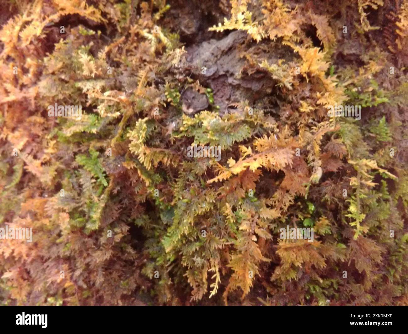 delicate fern moss (Thuidium delicatulum) Plantae Stock Photo - Alamy