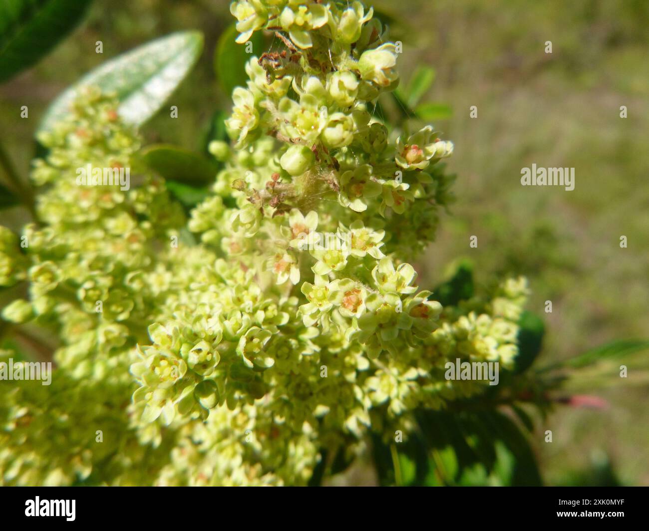 shining sumac (Rhus copallinum) Plantae Stock Photo - Alamy
