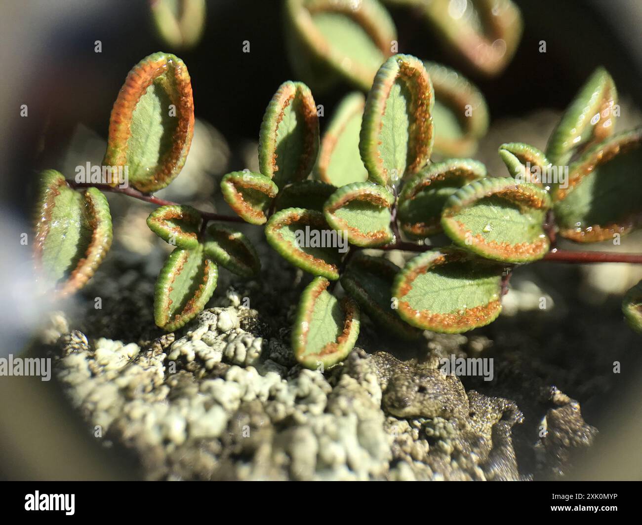 Coffee Fern (Pellaea andromedifolia) Plantae Stock Photo - Alamy