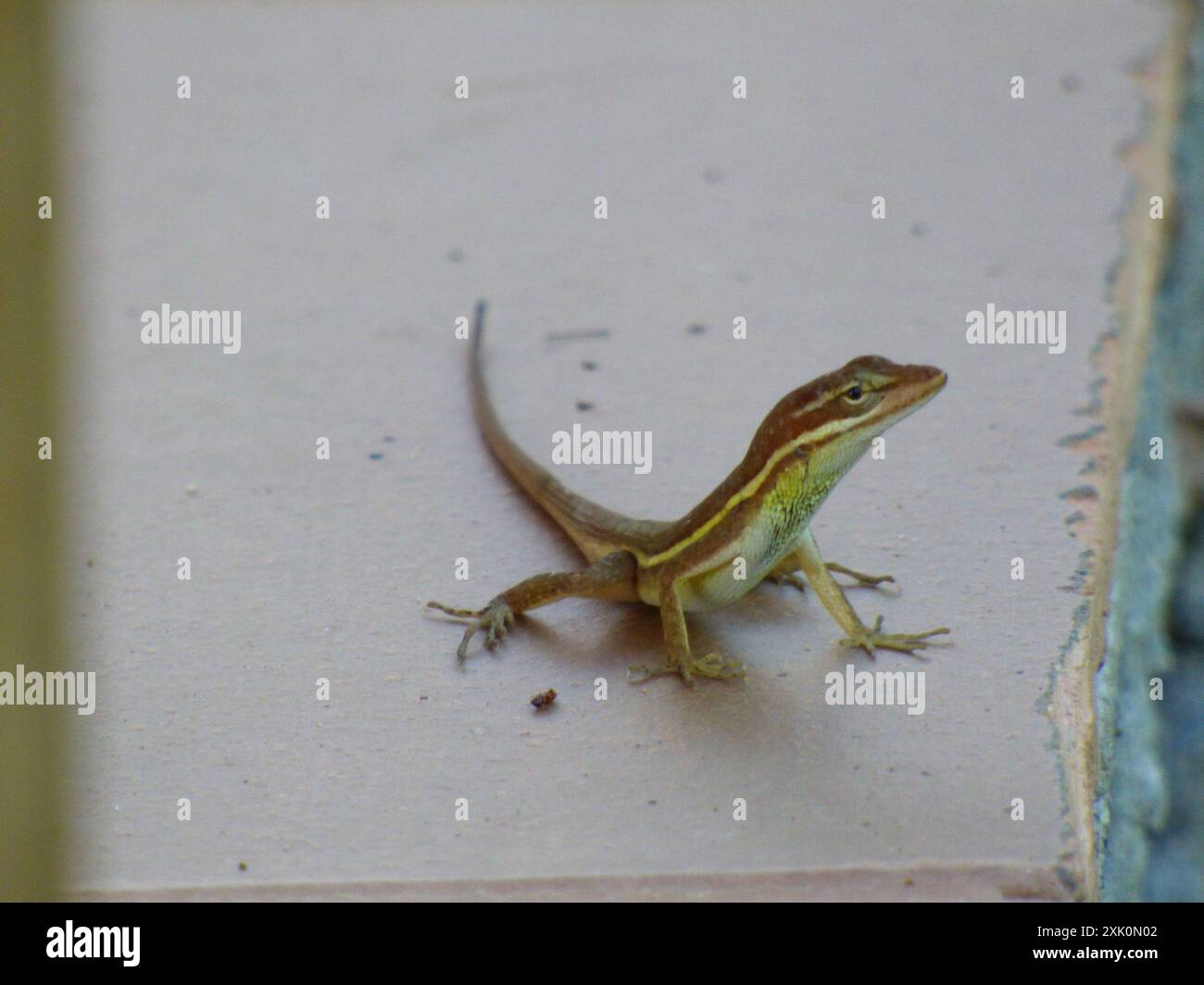 Grass anole anolis auratus hi-res stock photography and images - Alamy