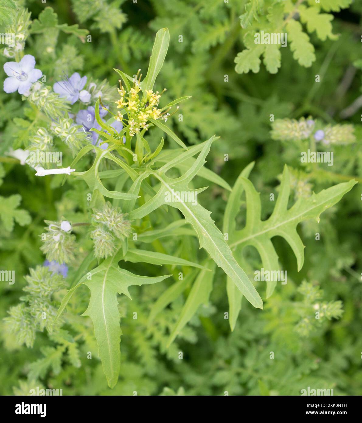 London rocket (Sisymbrium irio) Plantae Stock Photo - Alamy