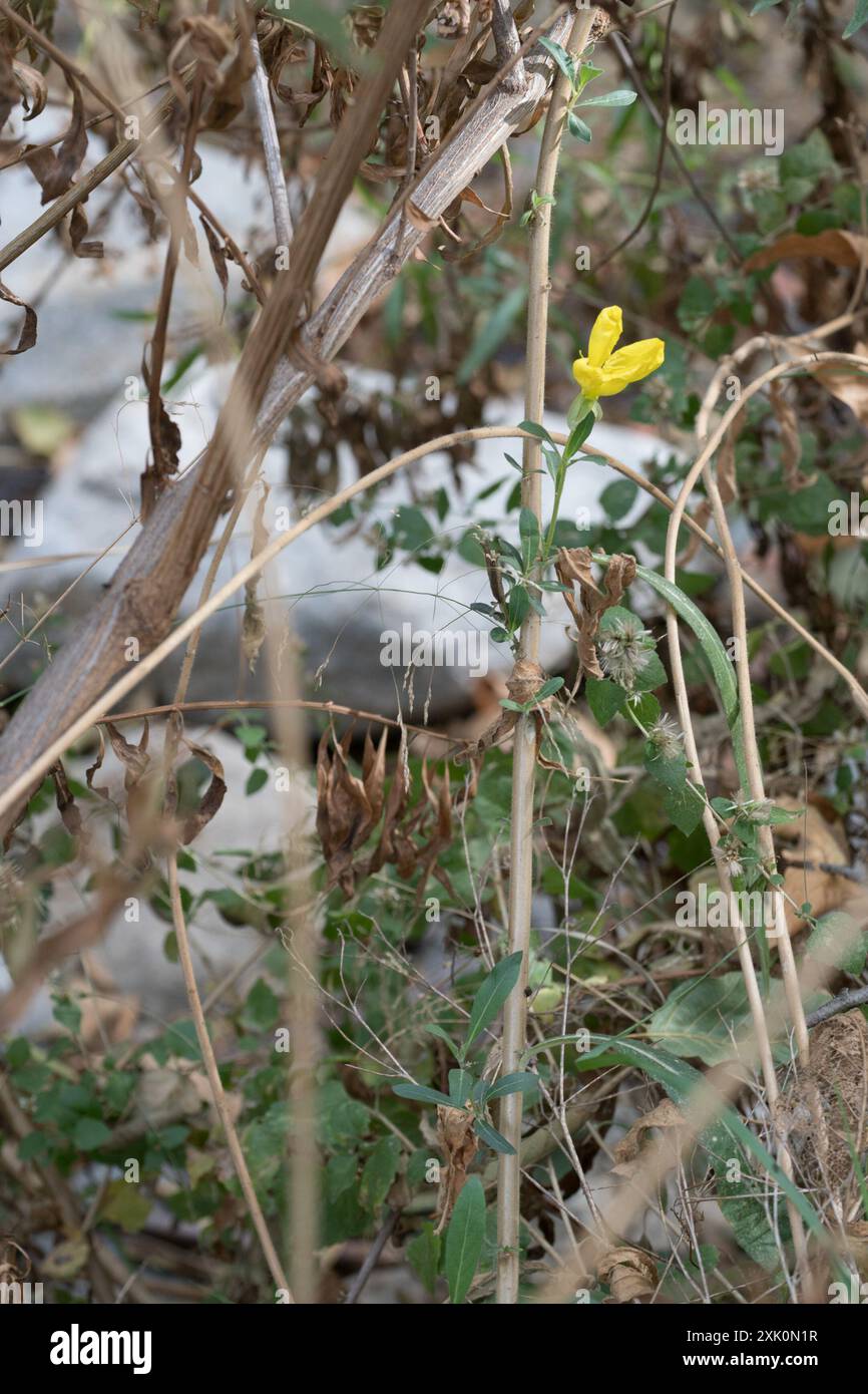 evening primrose family (Onagraceae) Plantae Stock Photo - Alamy