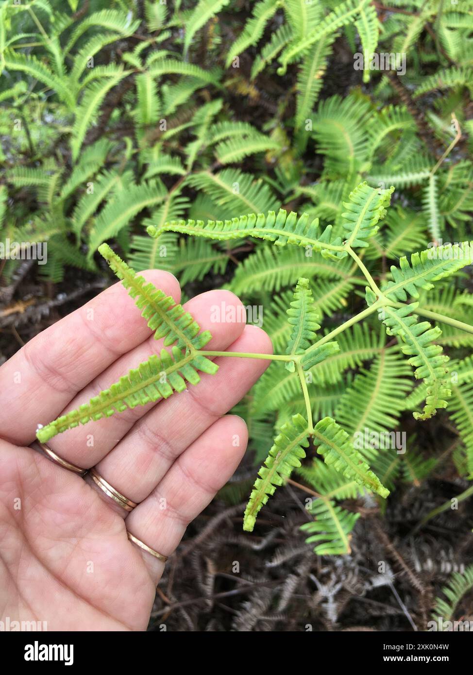 false staghorn fern (Dicranopteris linearis) Plantae Stock Photo - Alamy