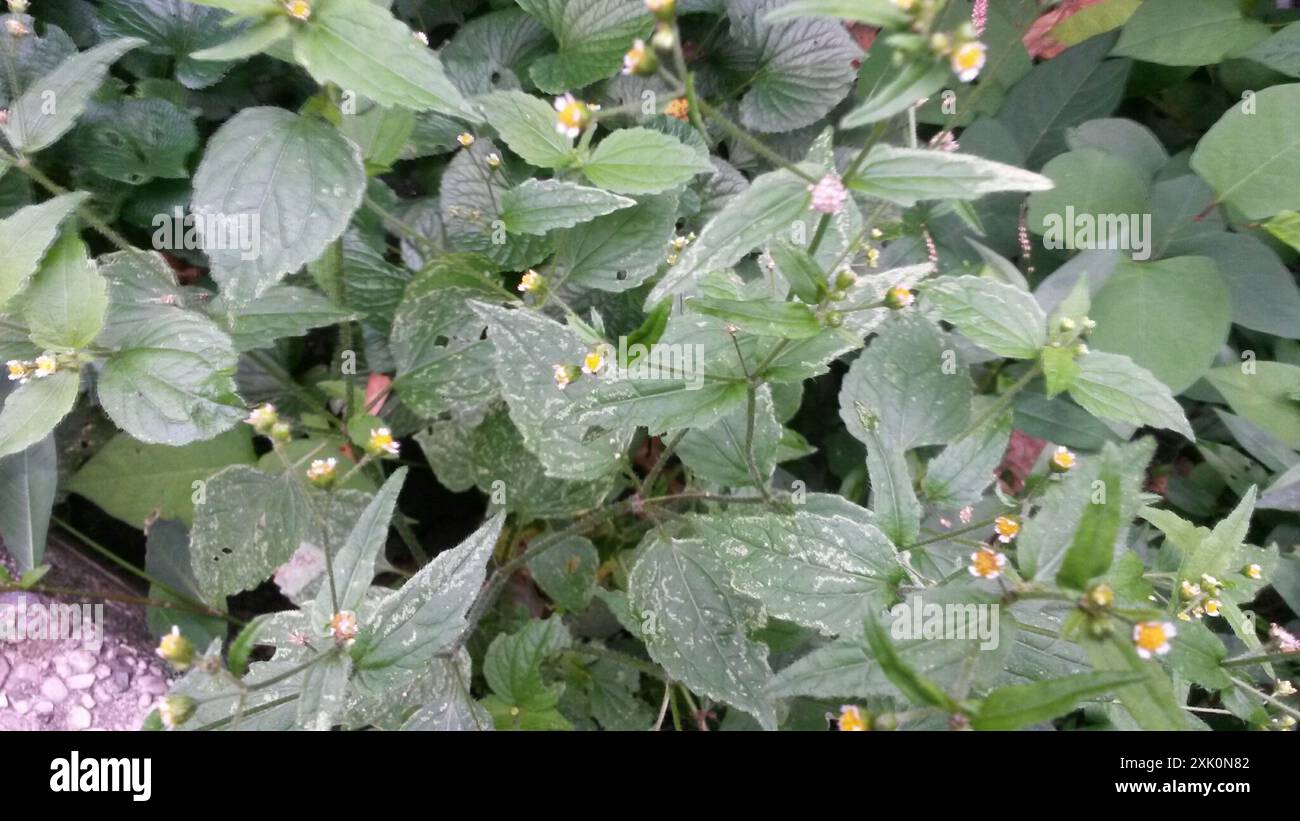 shaggy soldier (Galinsoga quadriradiata) Plantae Stock Photo - Alamy