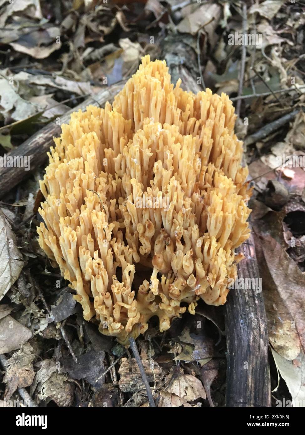 Coral Fungi (Ramaria) Fungi Stock Photo - Alamy
