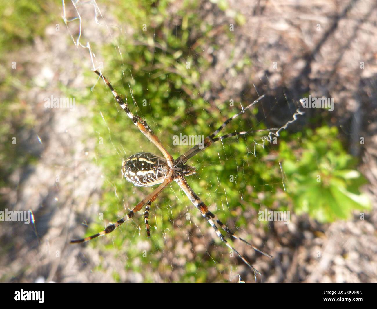 Florida Garden Spider (Argiope florida) Arachnida Stock Photo - Alamy