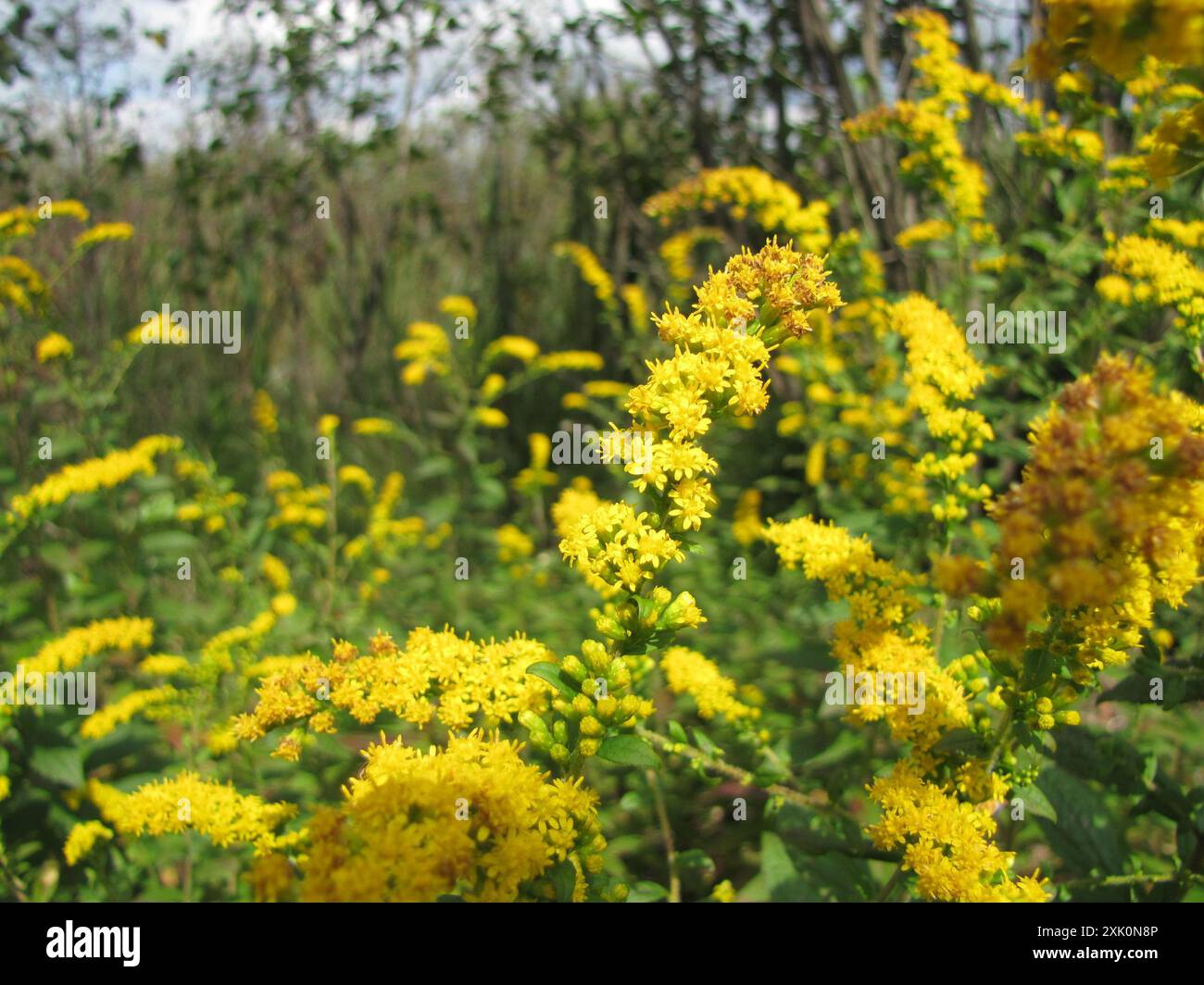 common wrinkle-leaved goldenrod (Solidago rugosa) Plantae Stock Photo ...