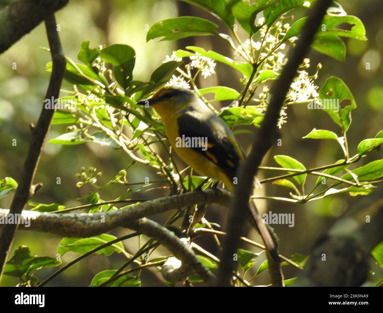 Scarlet Minivet (Pericrocotus speciosus) Aves Stock Photo - Alamy