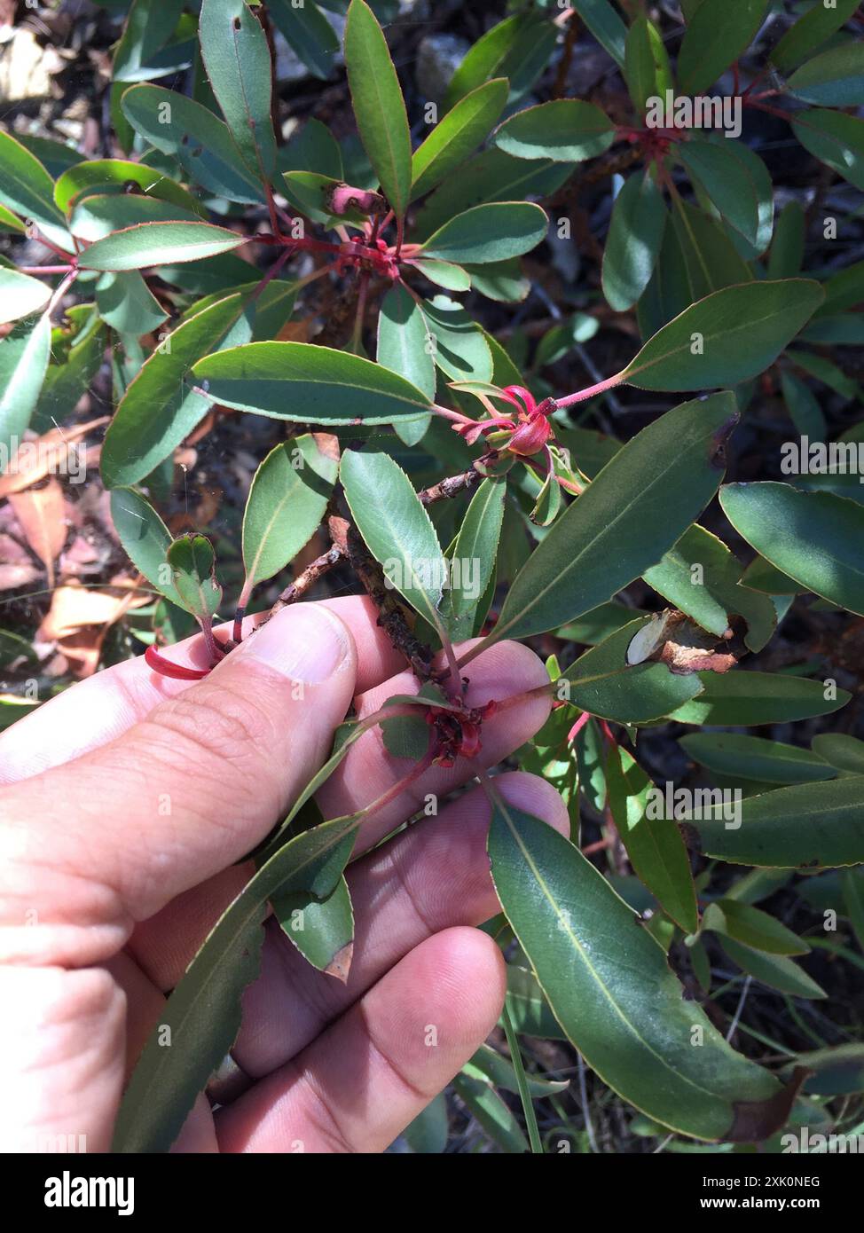 Arizona madrone (Arbutus arizonica) Plantae Stock Photo - Alamy