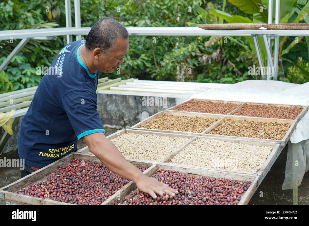 Farmers are drying coffee beans Stock Photo - Alamy