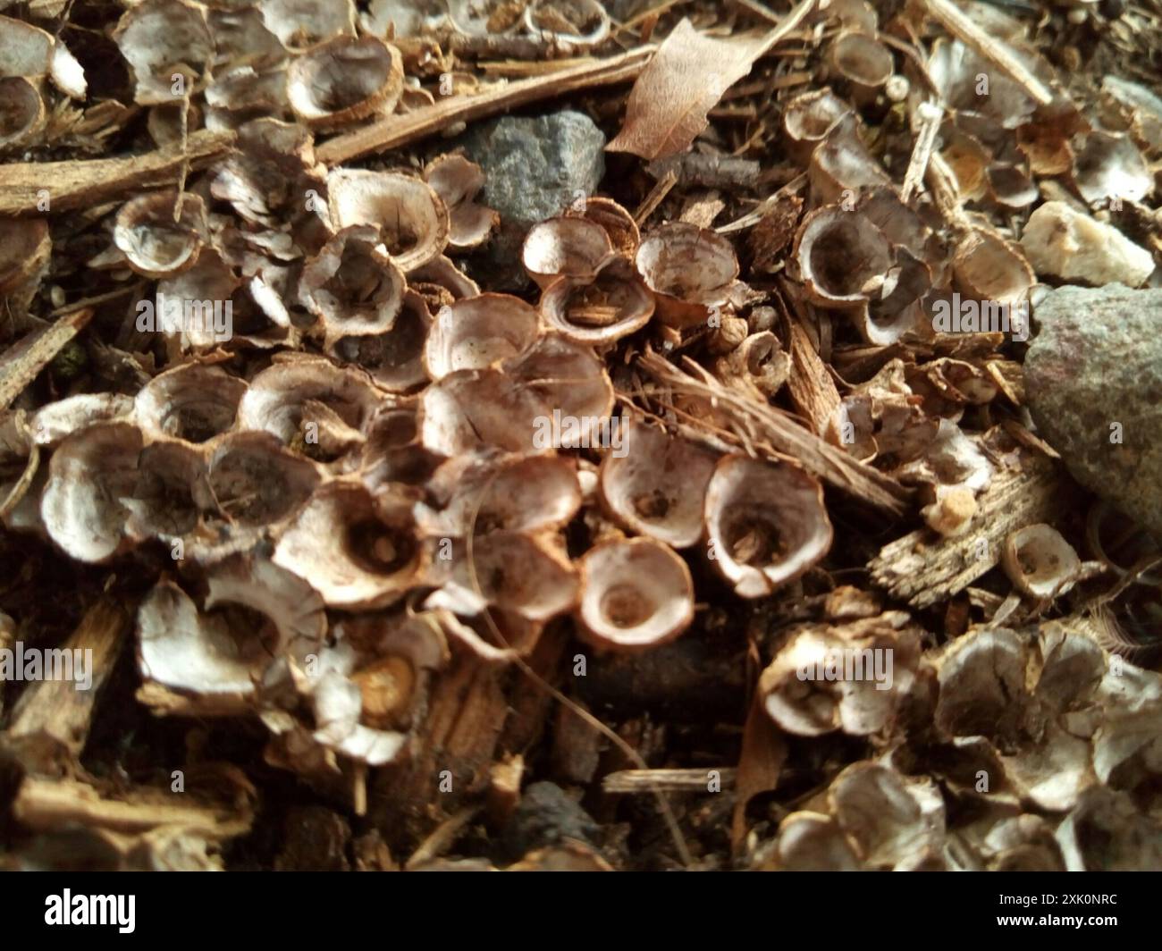 common bird's nest fungus (Crucibulum laeve) Fungi Stock Photo - Alamy