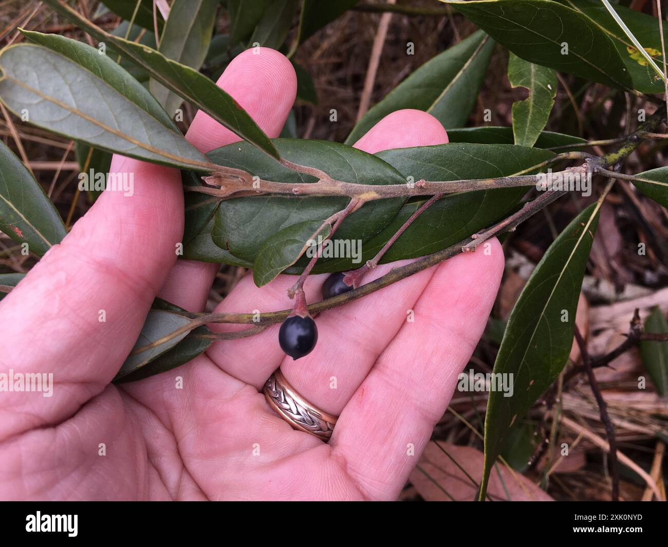 Swamp Bay (Persea palustris) Plantae Stock Photo - Alamy
