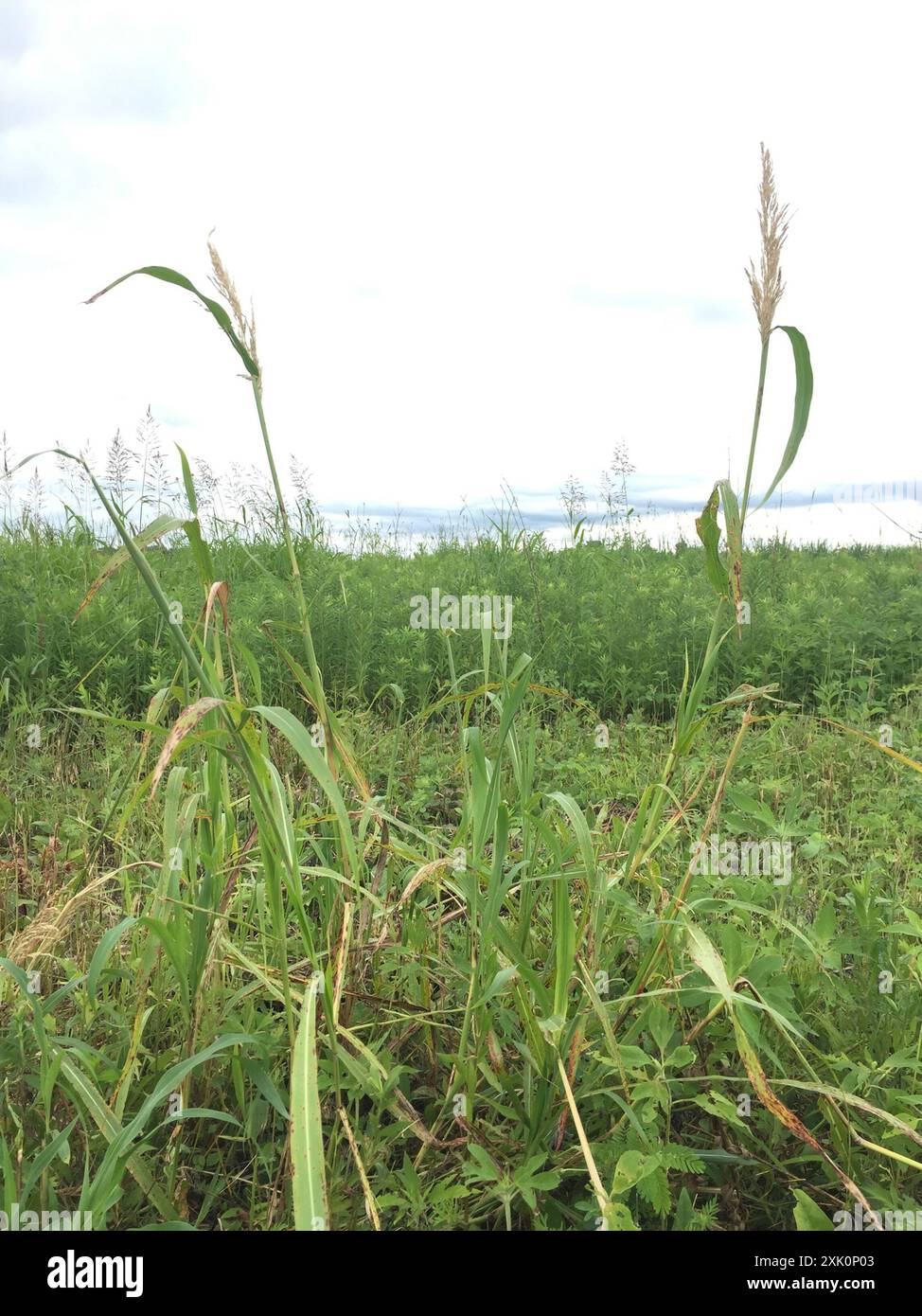 Johnson grass (Sorghum halepense) Plantae Stock Photo - Alamy