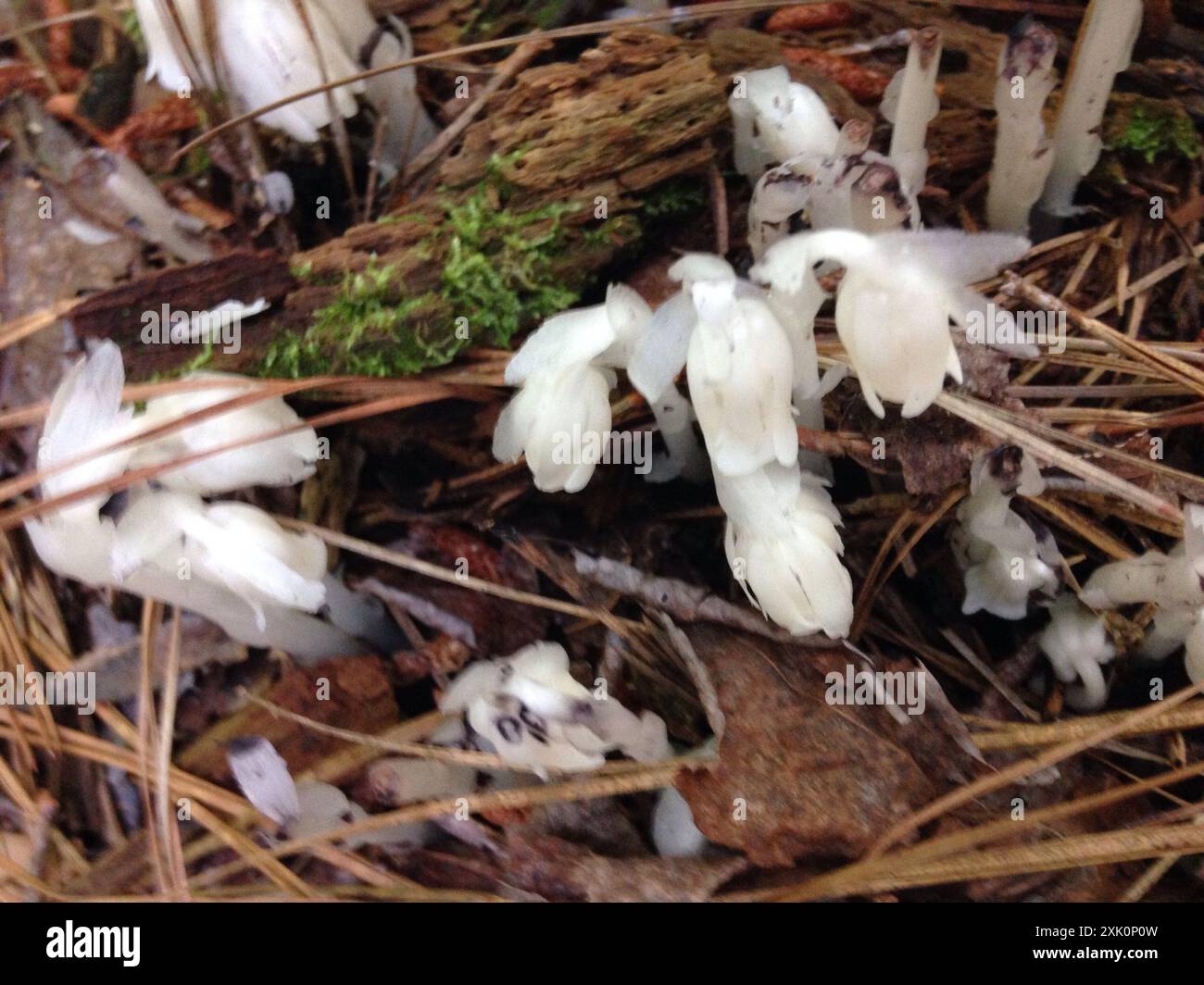 Ghost Pipe (Monotropa uniflora) Plantae Stock Photo - Alamy