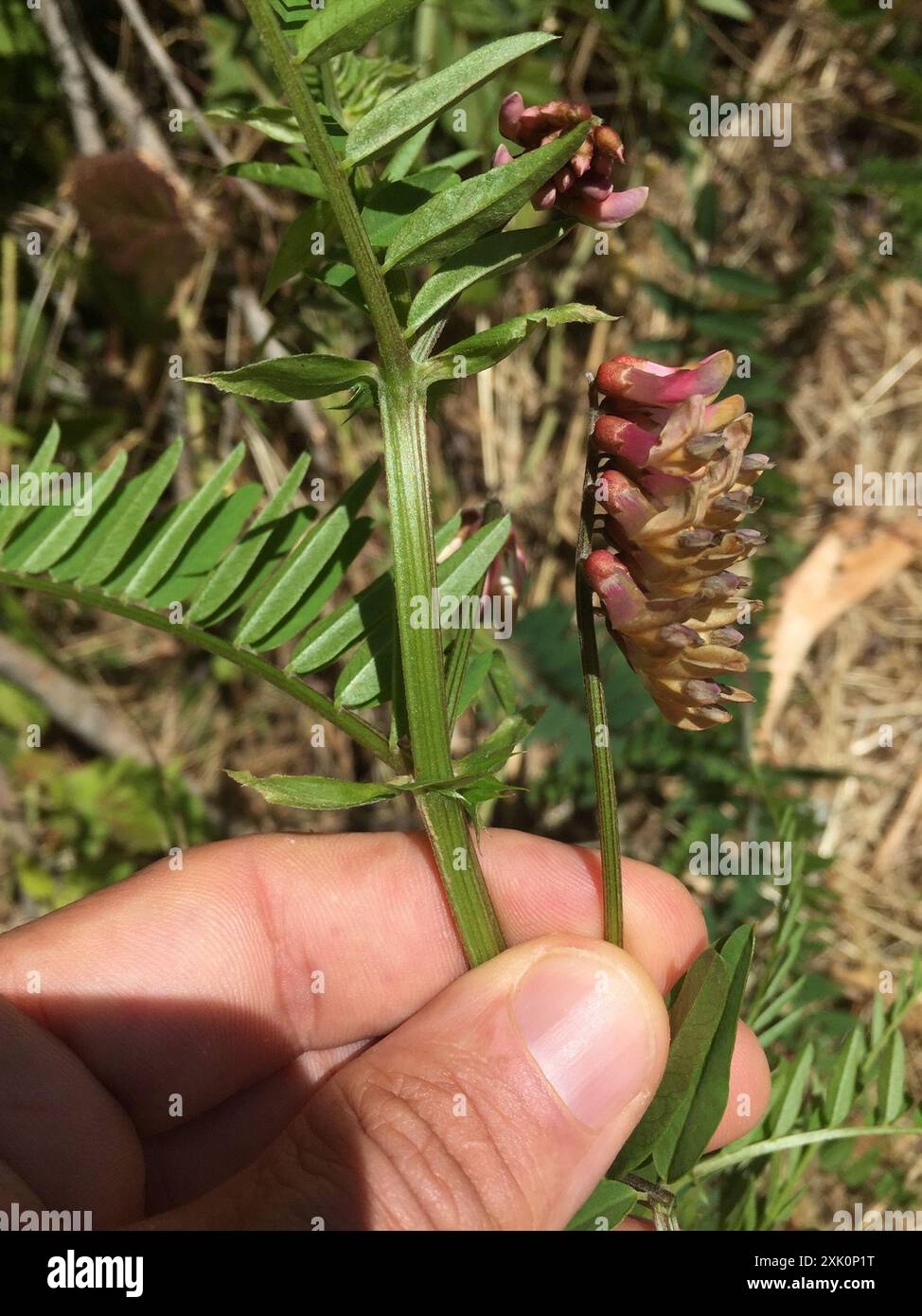 giant vetch (Vicia gigantea) Plantae Stock Photo - Alamy