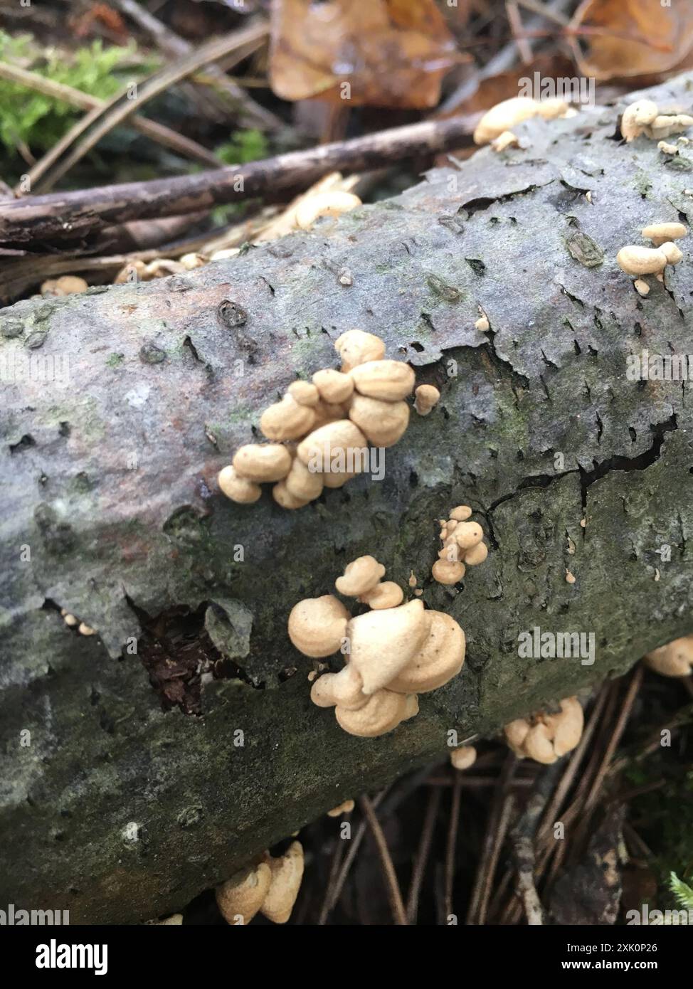 Panellus stipticus hi-res stock photography and images - Alamy