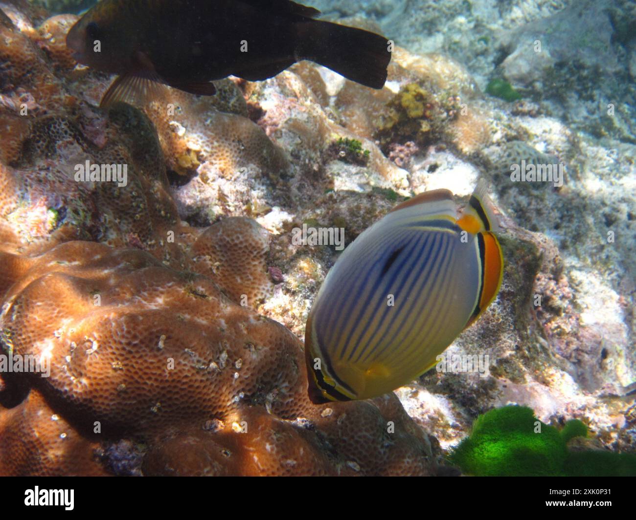 Indian Redfin Butterflyfish (Chaetodon trifasciatus) Actinopterygii ...