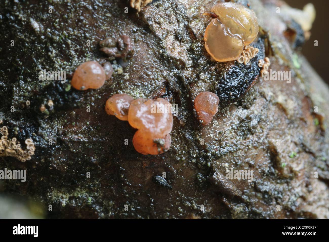 Crystal Brain Fungus (Myxarium nucleatum) Fungi Stock Photo - Alamy