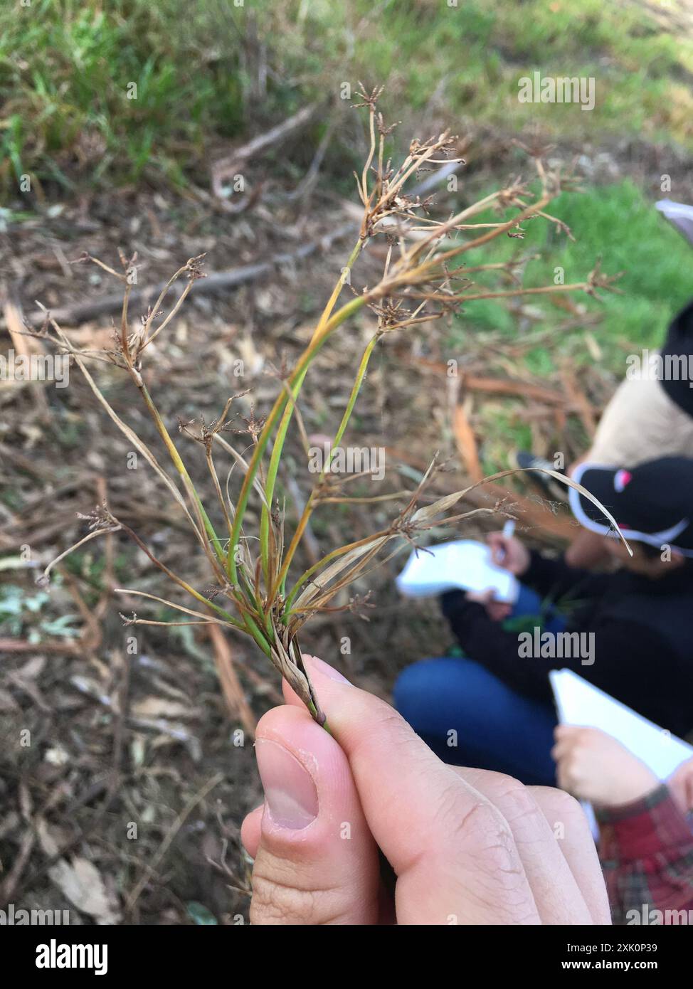 Panicled Bulrush (Scirpus microcarpus) Plantae Stock Photo - Alamy