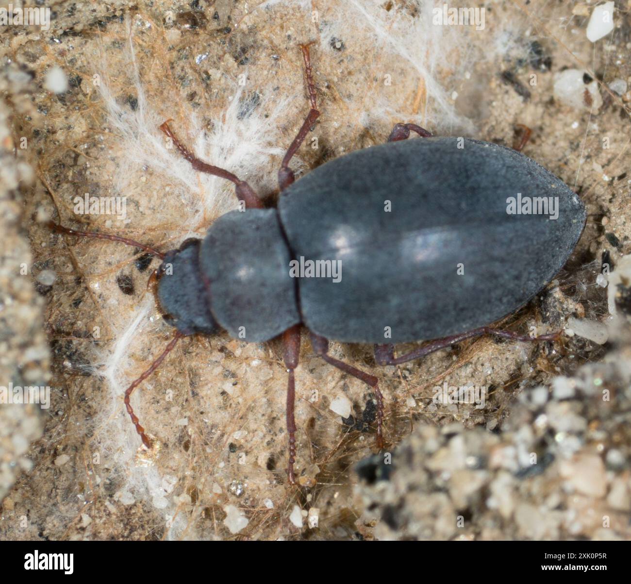 Microps hi-res stock photography and images - Alamy