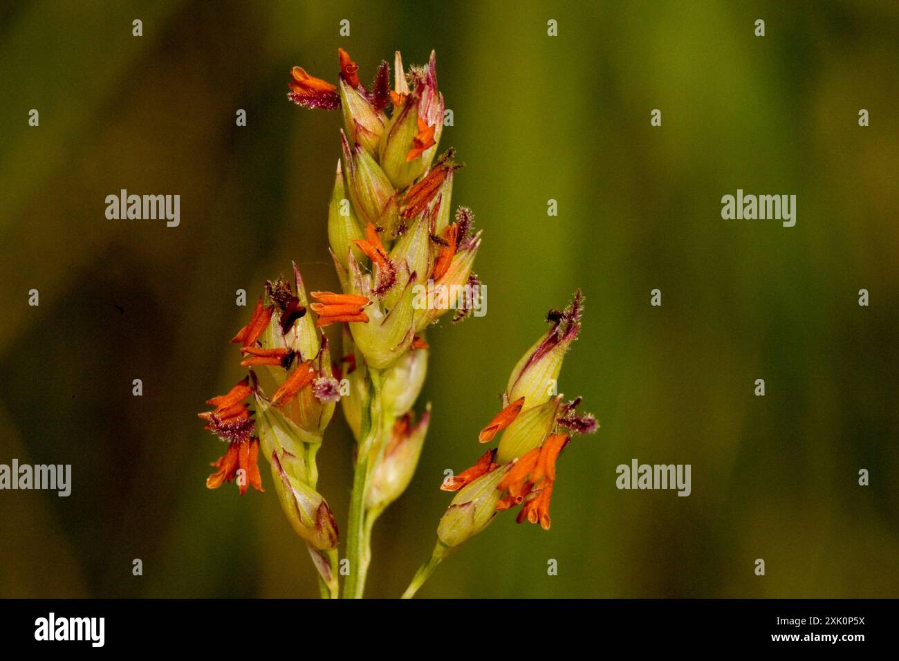 switchgrass (Panicum virgatum) Plantae Stock Photo - Alamy