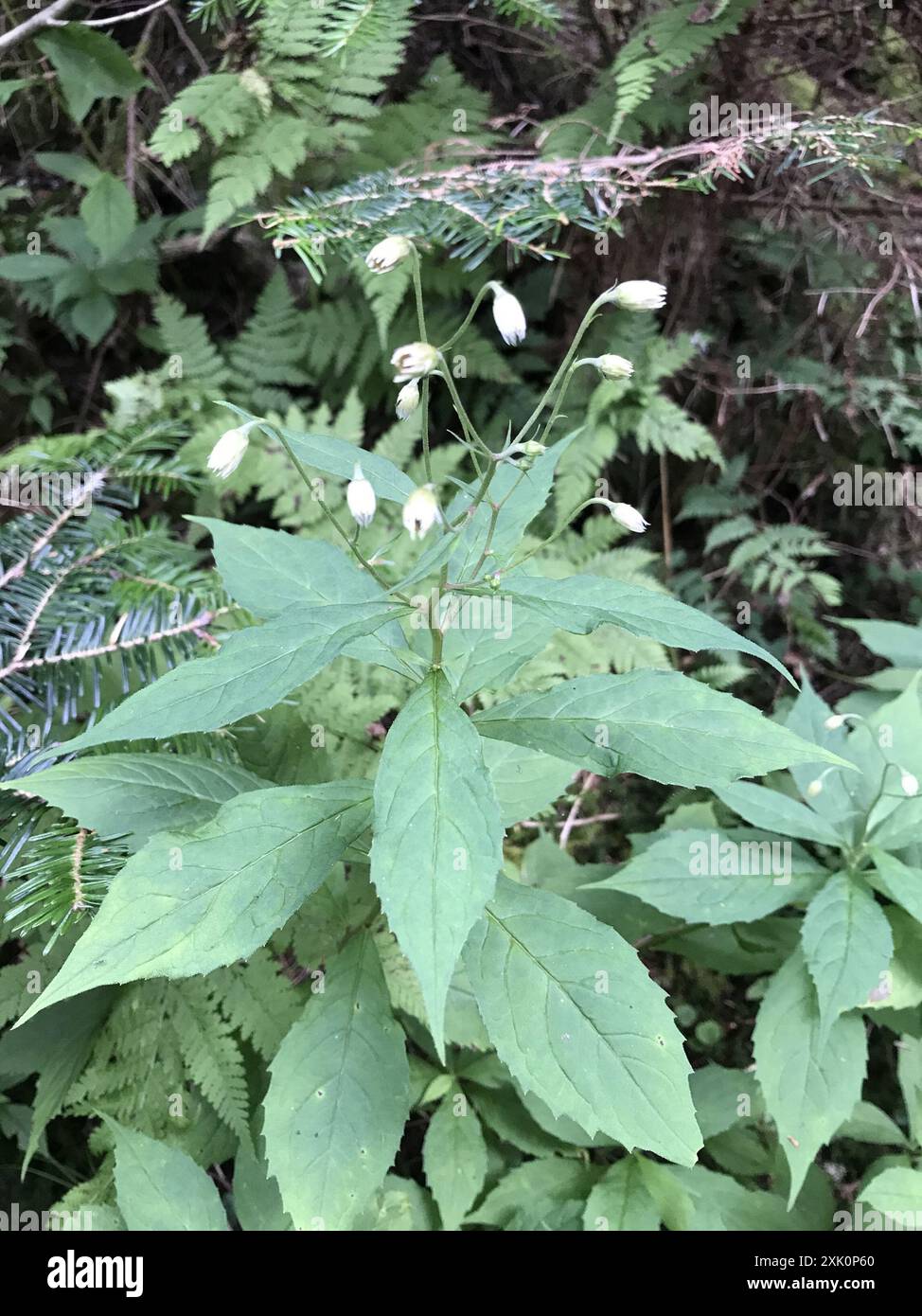 whorled wood aster (Oclemena acuminata) Plantae Stock Photo - Alamy