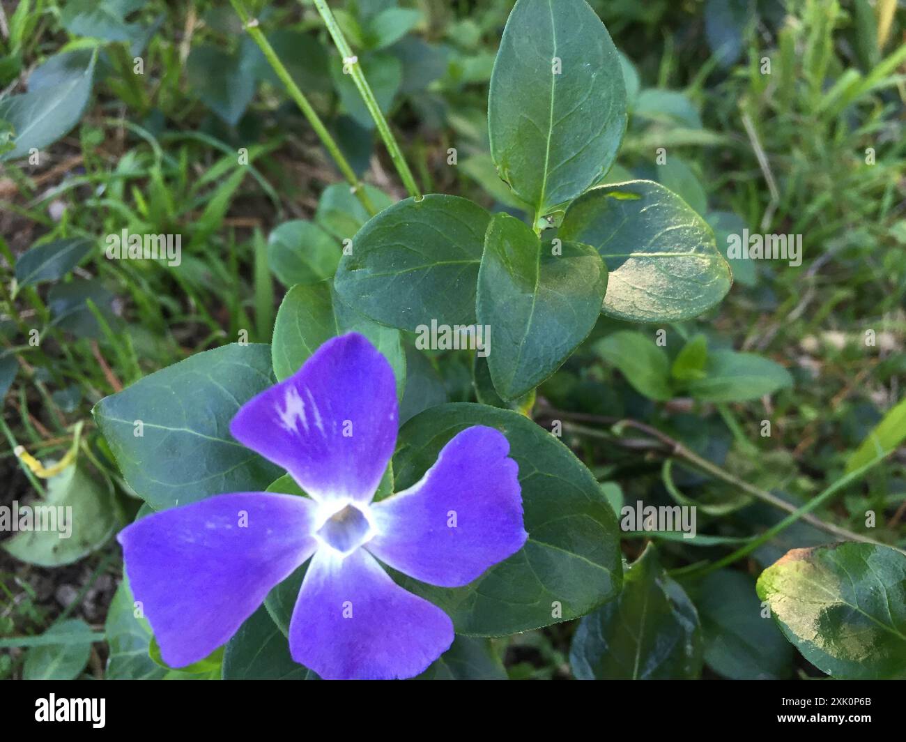 greater periwinkle (Vinca major) Plantae Stock Photo - Alamy