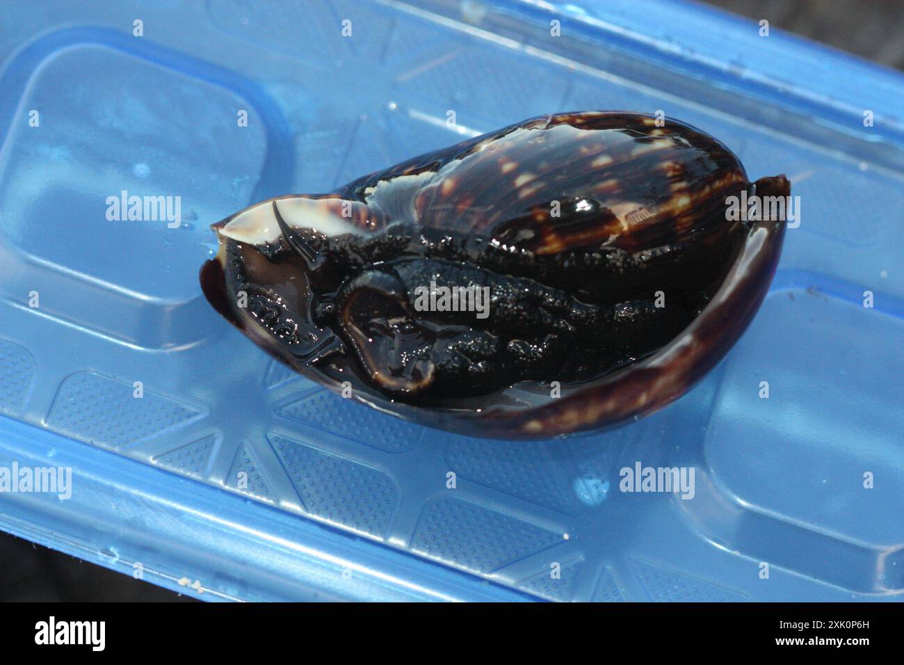 Humpback cowry mauritia mauritiana hi-res stock photography and images ...
