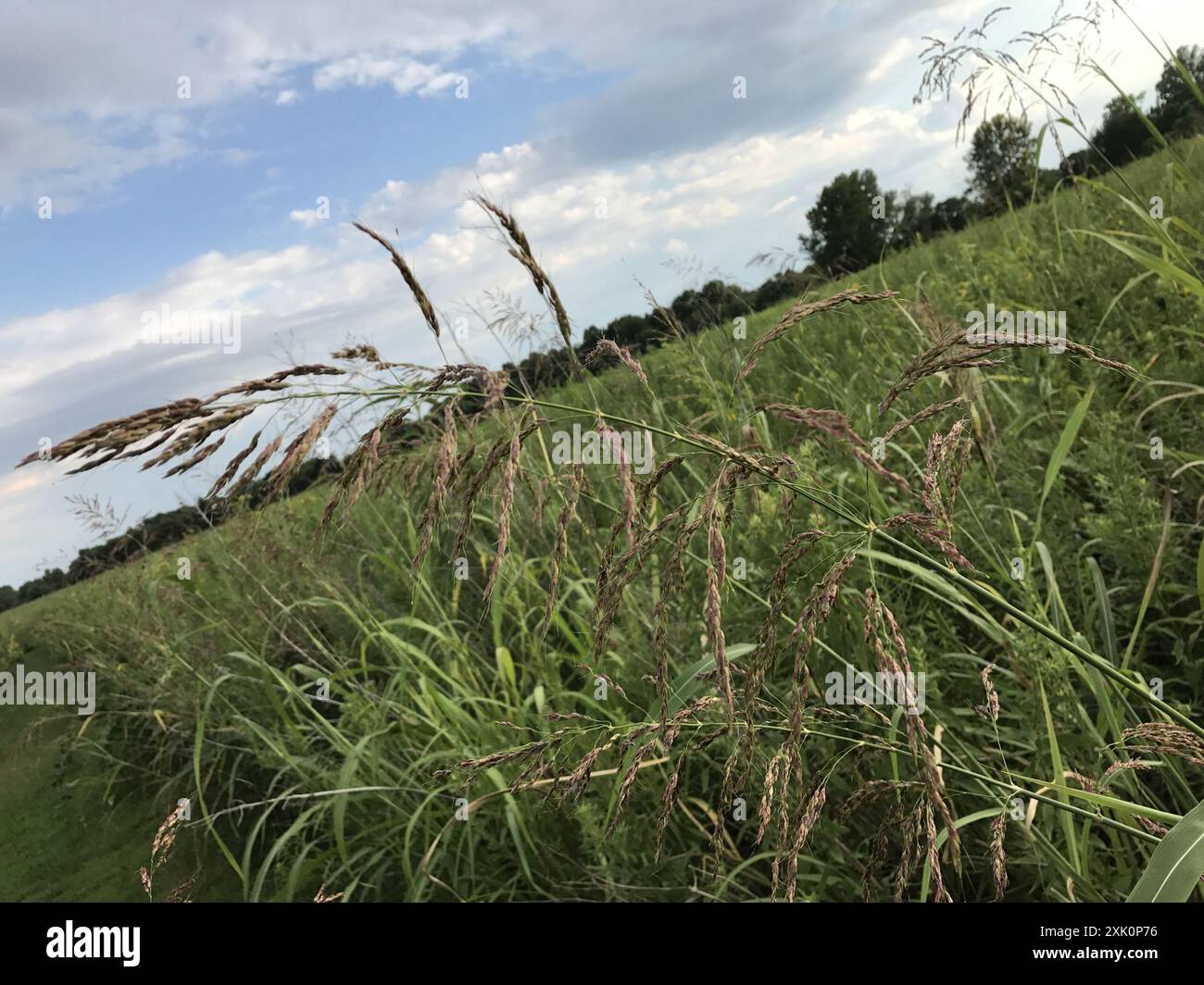 Johnson grass (Sorghum halepense) Plantae Stock Photo - Alamy