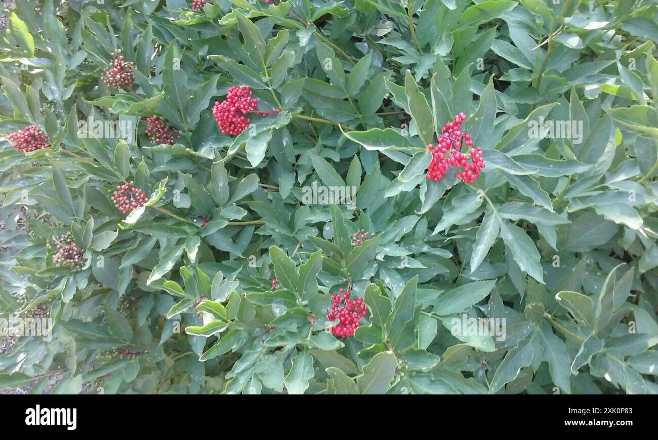 European Red Elder (Sambucus racemosa racemosa) Plantae Stock Photo - Alamy