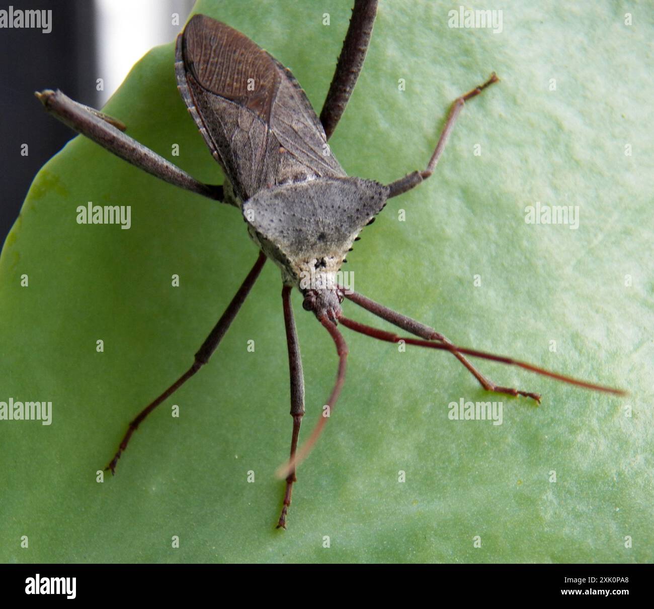 Giant leaf-footed bug (Acanthocephala declivis) Insecta Stock Photo - Alamy