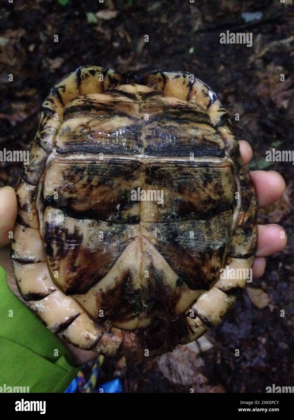 Common Box Turtle (Terrapene carolina) Reptilia Stock Photo - Alamy